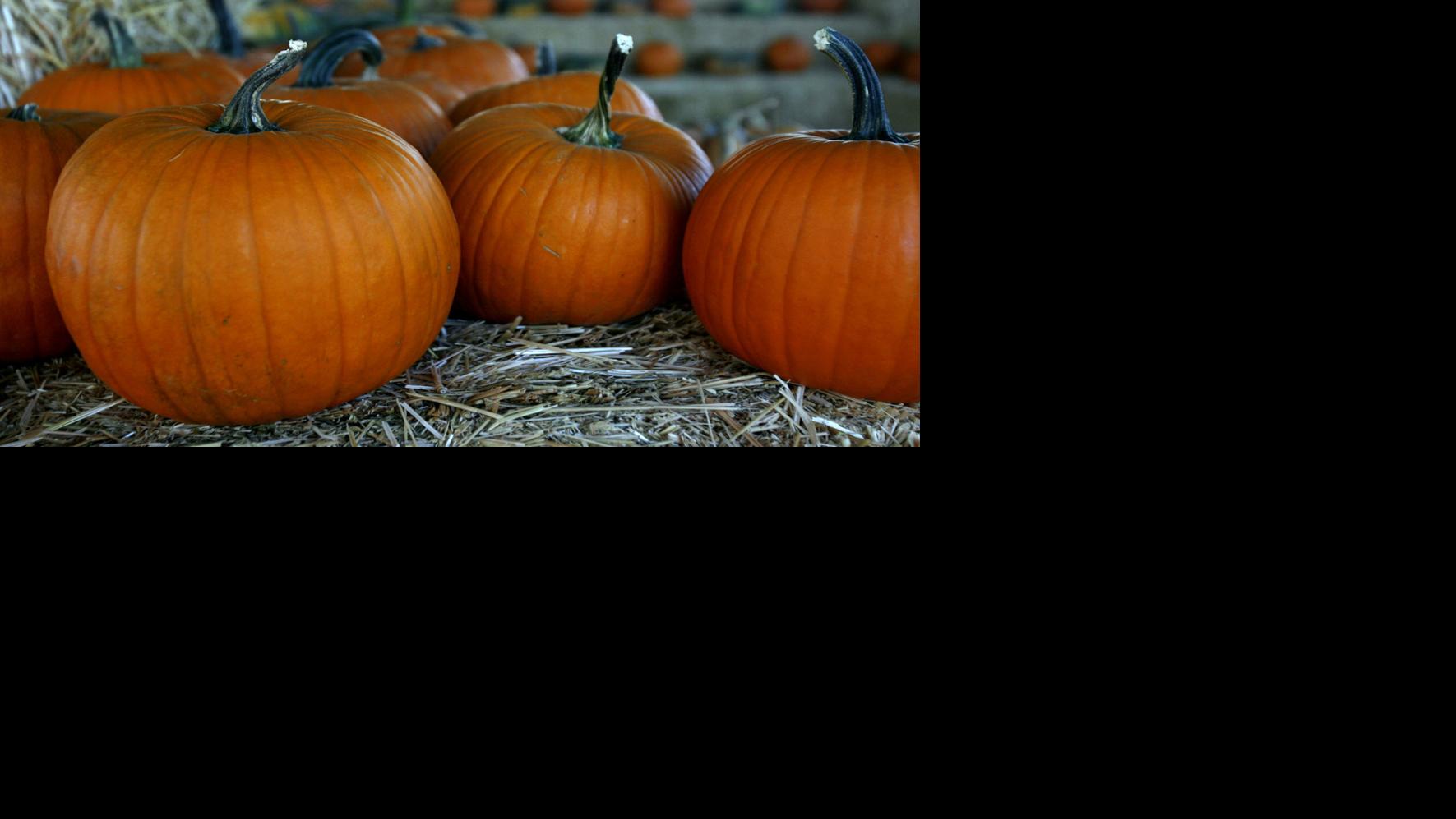 Get your fall fix at these 3 pumpkin events this week | to do | tucson.com