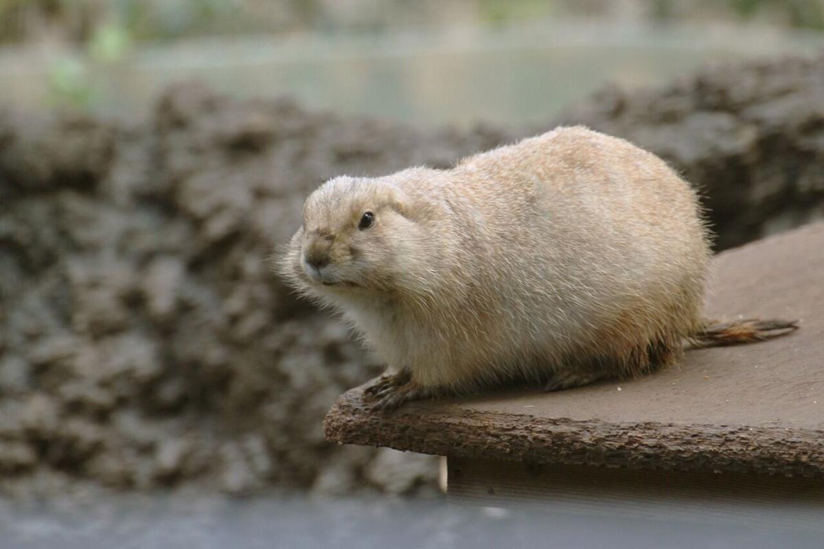 groundwater groundhogs