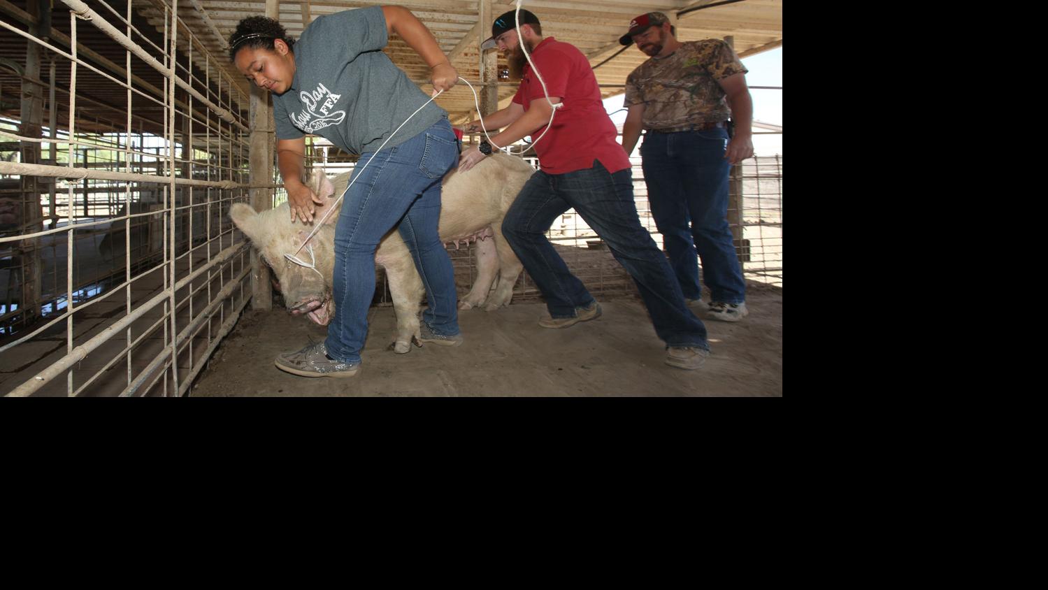 Amphi High senior at home on the farm