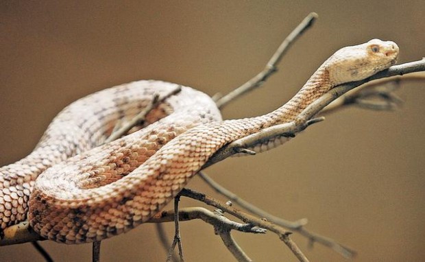 Photo: Museum displays 18 rattler varieties