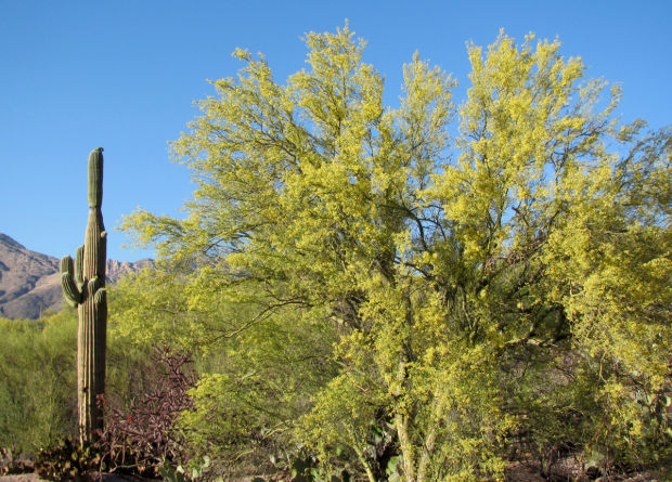 Trees for Tucson accepting applications for low -cost trees