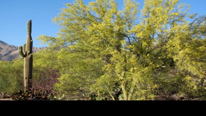 Trees for Tucson accepting applications for low -cost trees