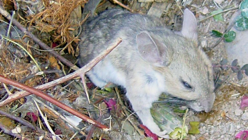 Cooler Temperatures Bring Pack Rats into Picture for SaddleBrooke ...