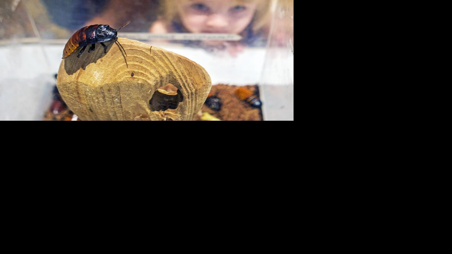 Insects to invade UA