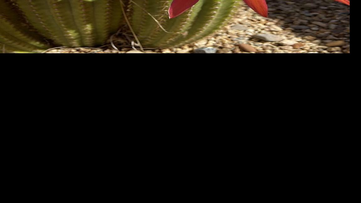 Photos: Colorful spring cactus blooms in Tucson