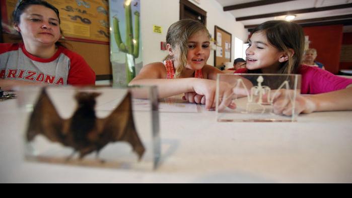 Desert bats get an upclose look