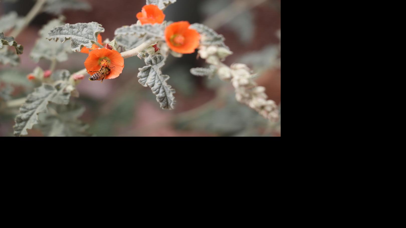 desert_globemallow_8_.jpg