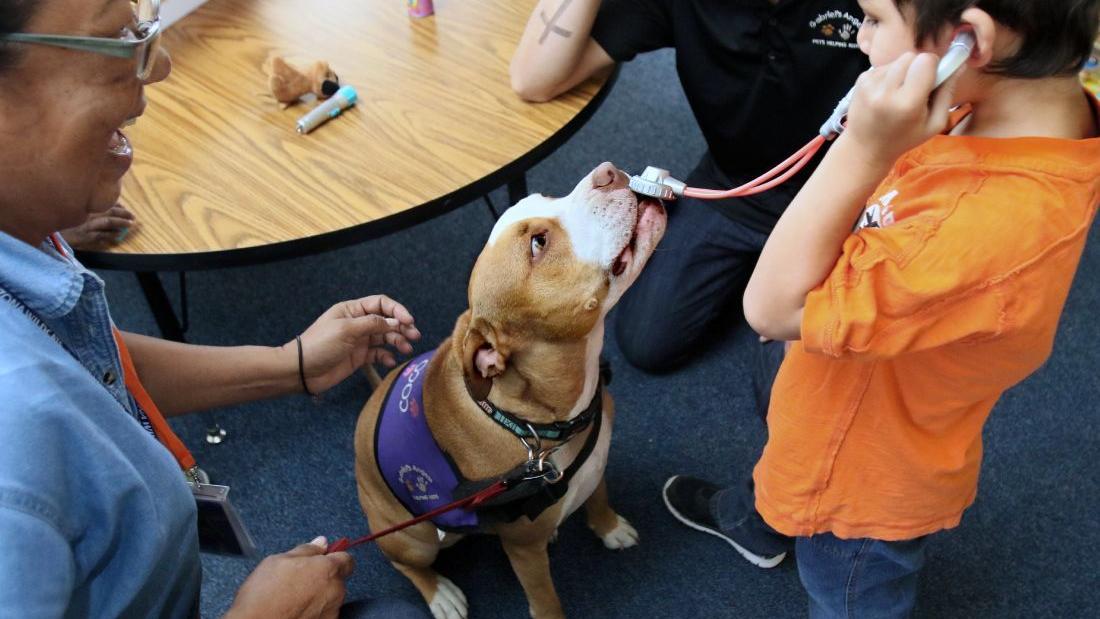 Tucson pit bull therapy dog opens hearts — and minds