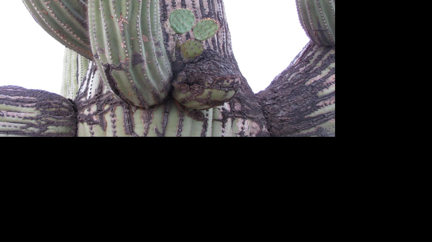 Not so serious cactus problems