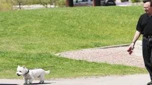 Marana set to put some teeth in its animal-control ordinance