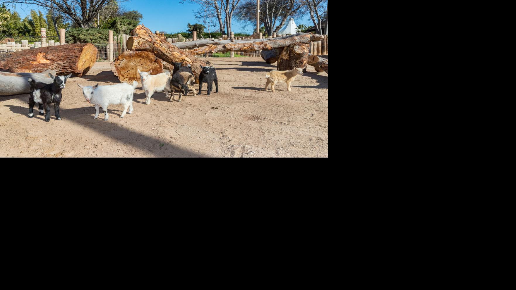 Reid Park Zoo | | tucson.com