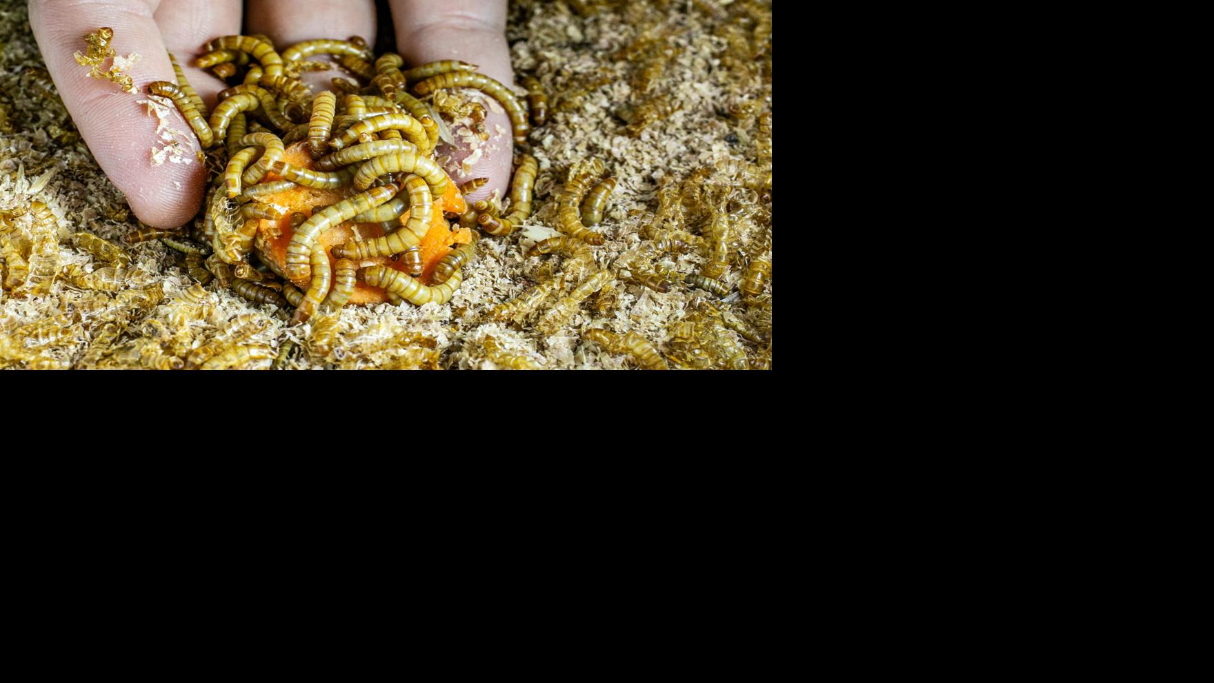 Grubs for lunch: UA graduate student raising bugs for eating — by ...