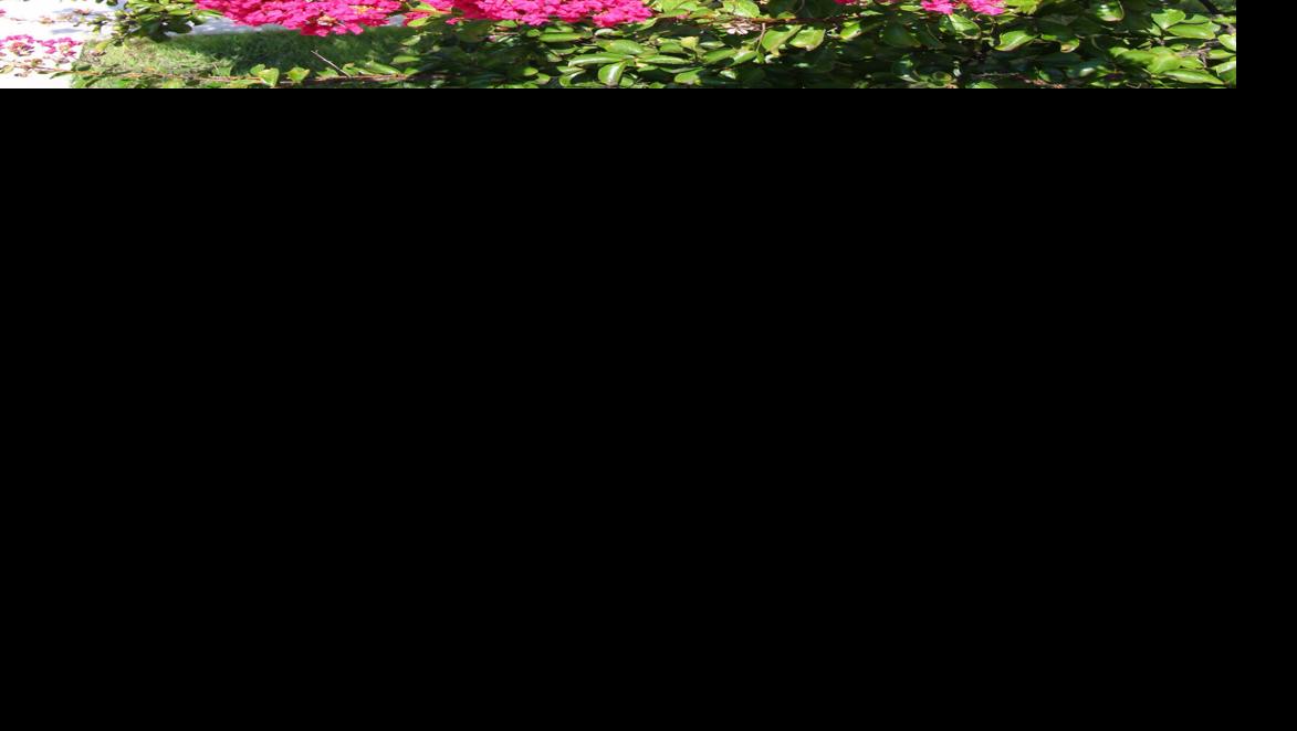 Caressing your crepe myrtle