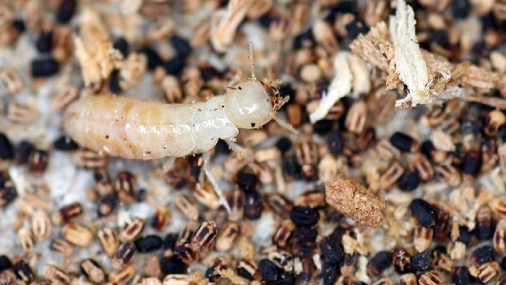 Drywood Termites are Swarming in SaddleBrooke | Home-and-garden ...
