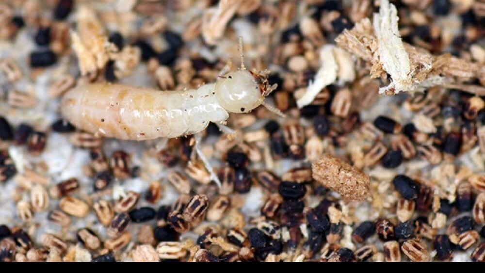Drywood Termites are Swarming in SaddleBrooke | Home-and-garden ...