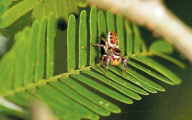 First vegetarian spider found
