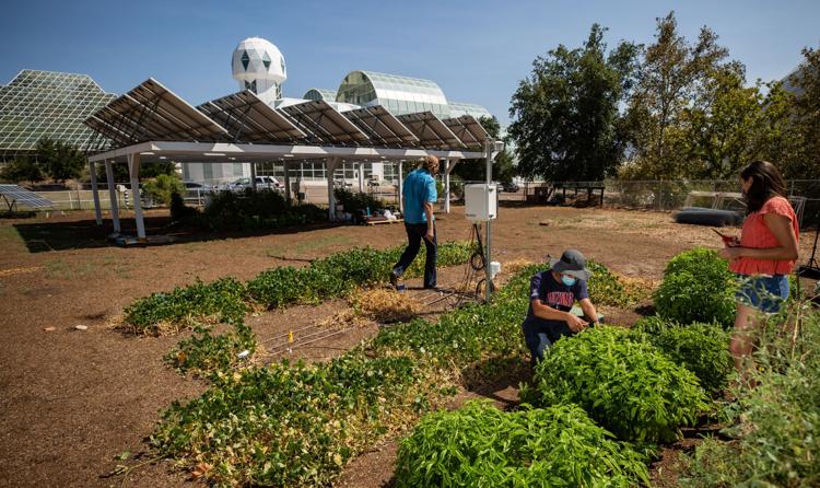 University of Arizona researchers unveil new model for desert farming ...
