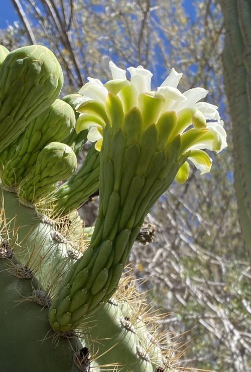 Saguaro flower