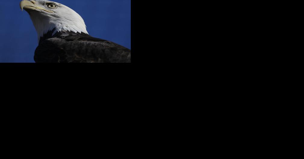 bob younger eagle wi