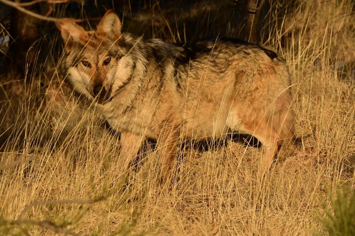 Mexican wolf population grows for record ninth straight year