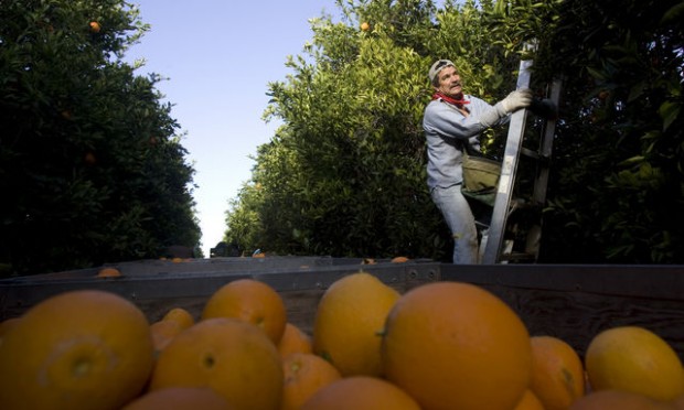 Citrus, one of Arizona's traditional Five C's, now in sharp decline