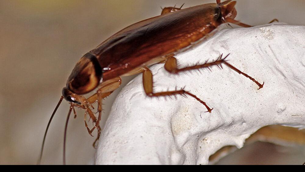 Simply Put, Homeowners Despise Roaches