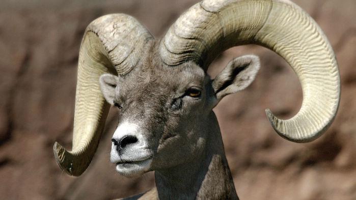 Timeline: Bighorn sheep relocation and deaths in the Catalinas