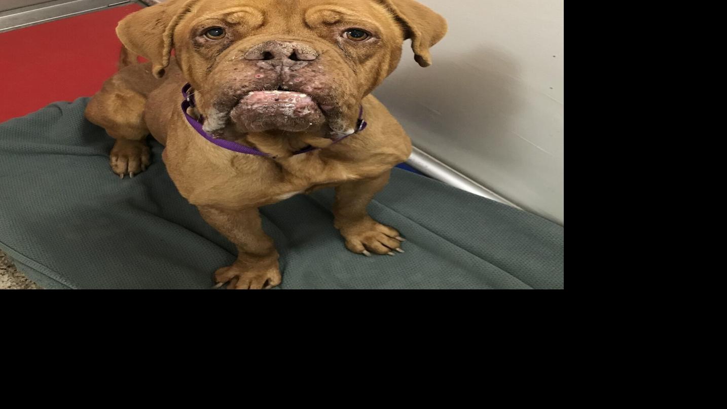 Pets for adoption locally