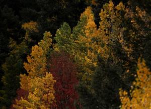 Photos: Mount Lemmon bursts with color as fall season arrives