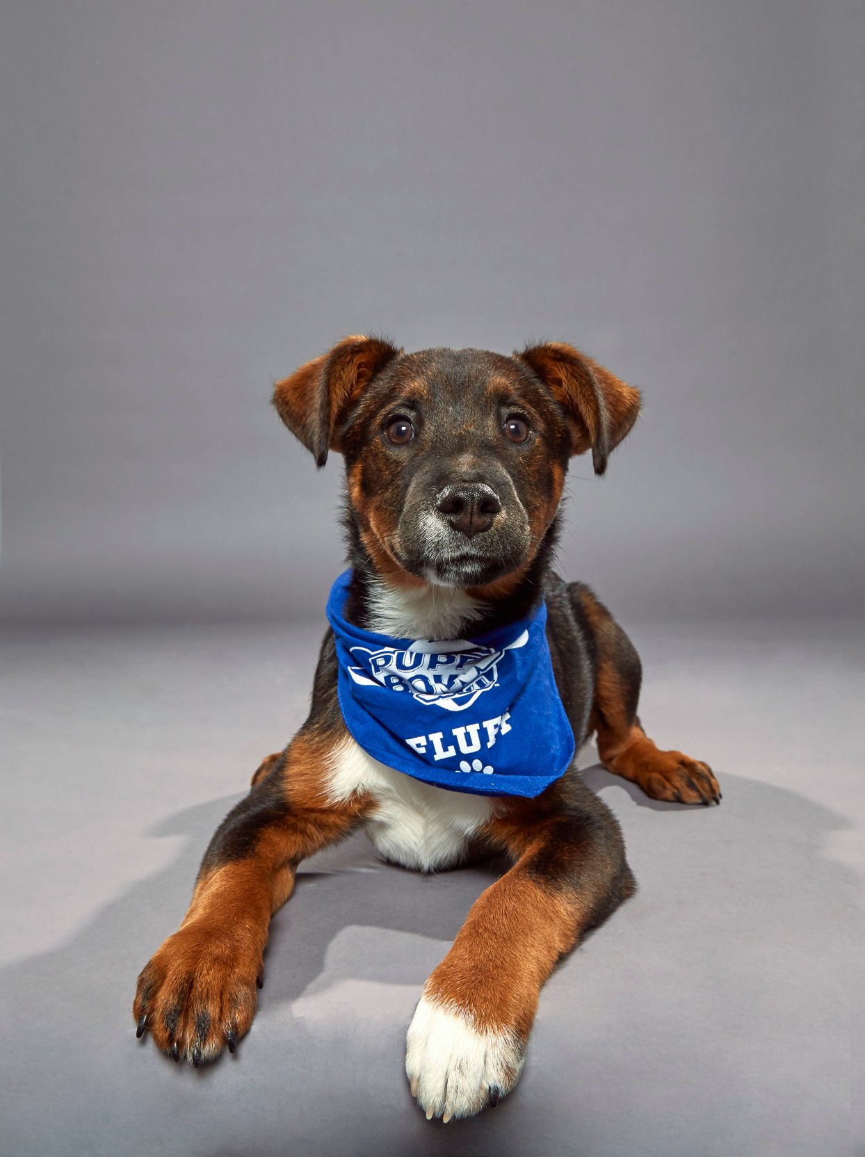 Team Ruff vs Team Fluff: Meet the starting lineup of Puppy Bowl XVI