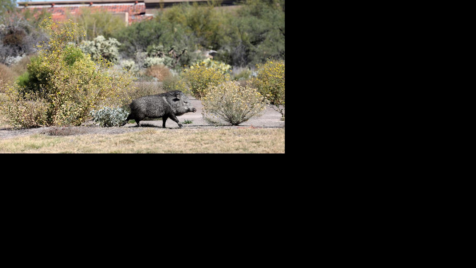 4 javelina attacks reported in Oro Valley | Local news | tucson.com