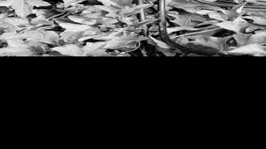 Gardening advice by John P. Begeman: New products make home irrigation ...