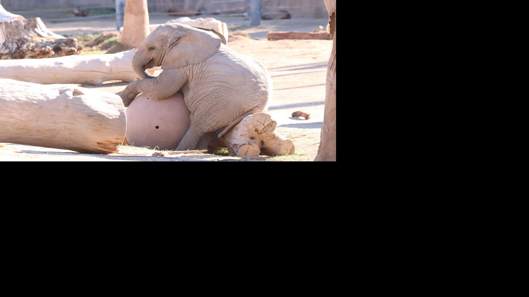 Elephant calf Meru loves painting, climbing on logs