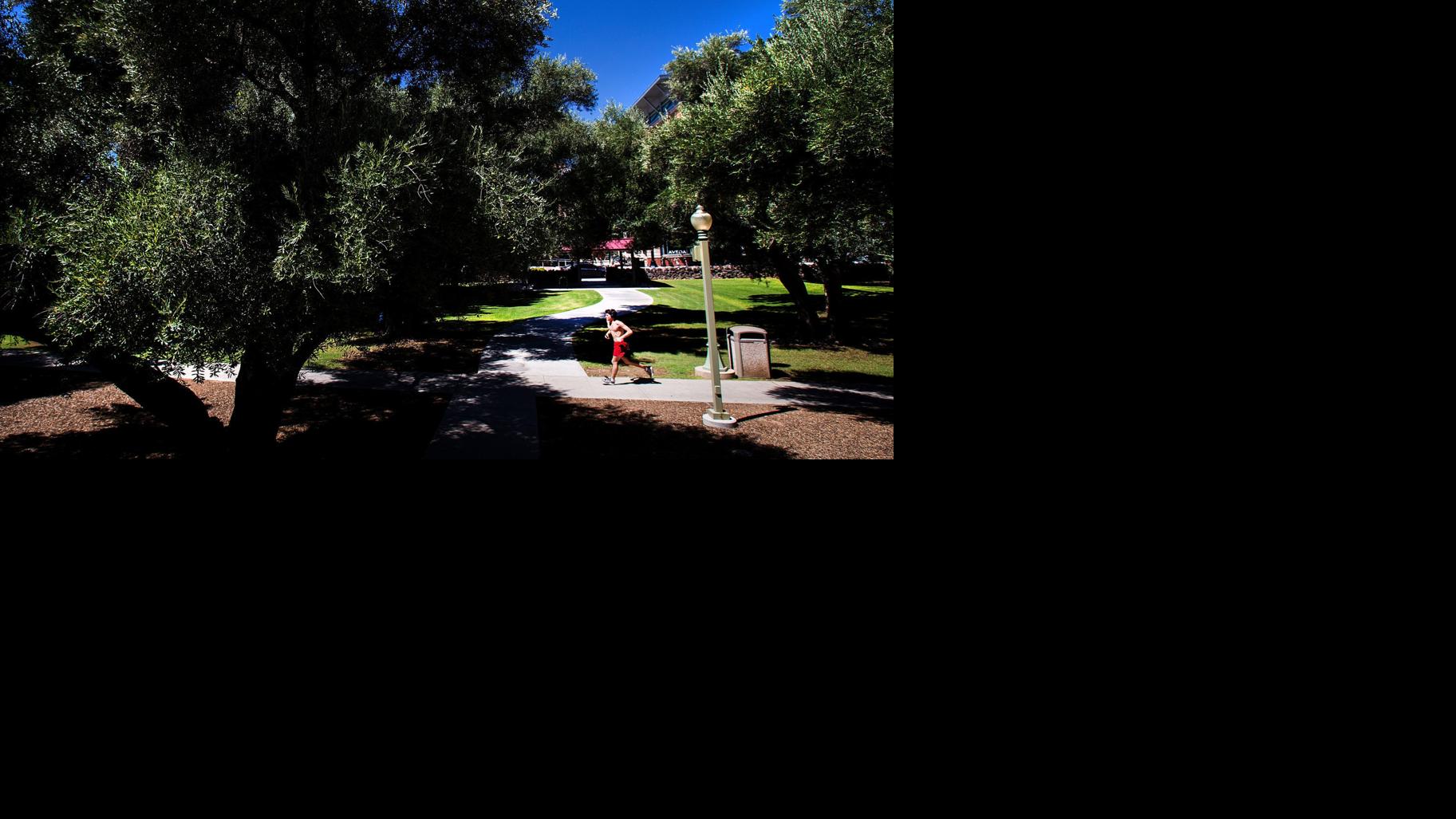 Aged olive trees line the Olive Walk at the University of Arizona ...