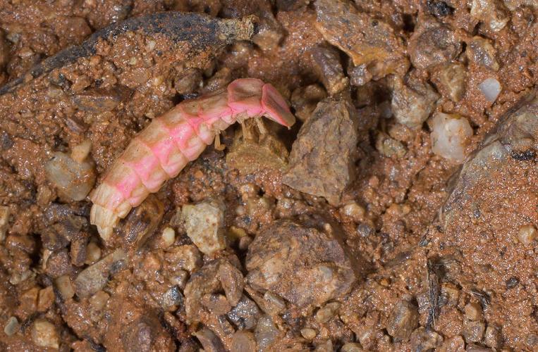 Garden Sage: Oleander galls, luminescent critters and messy mesquite pods