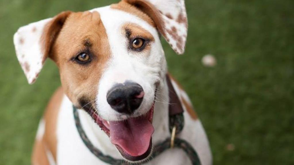 Arts and crafts festival to benefit Pima Paws for Life