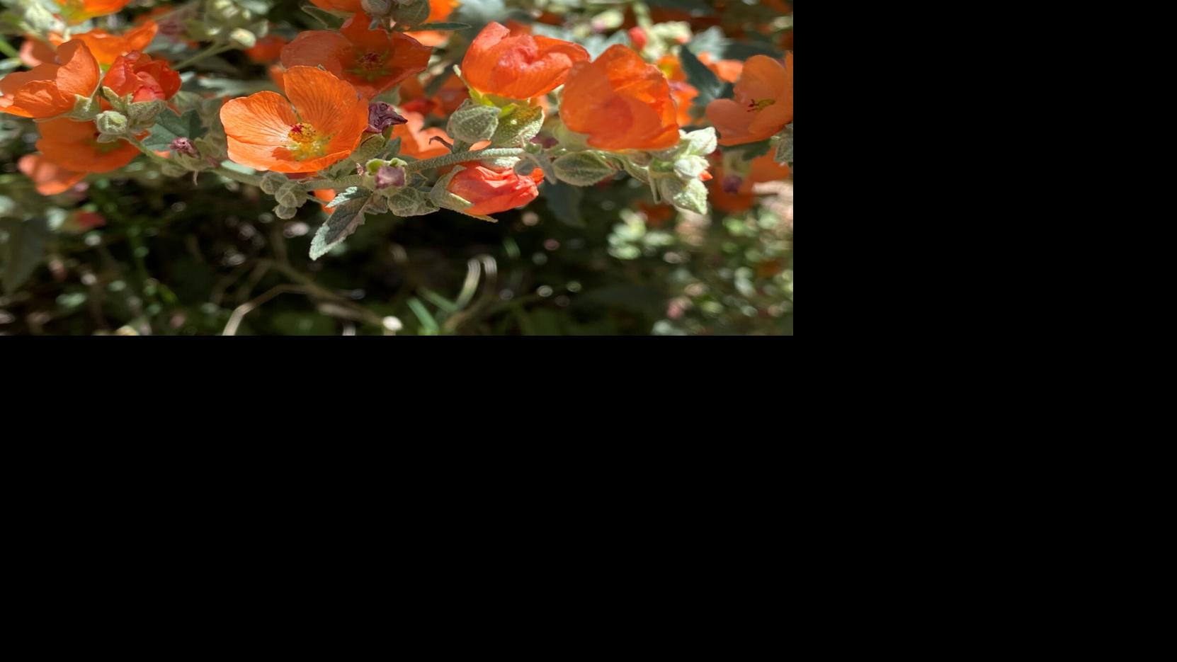 Plant of the month: Desert globe mallow