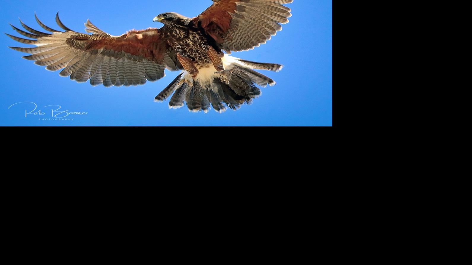 Juvenile Harris's Hawk