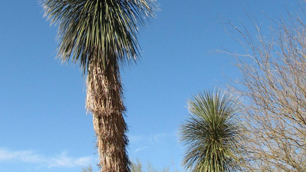 Prune, transplant branches of Yucca