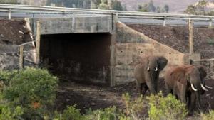 Kenya elephant underpass a hit