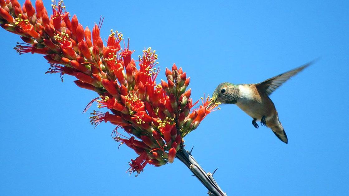 Hummingbirds leave us in awe