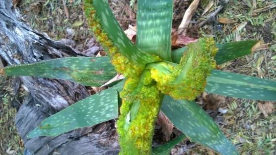 Ask the Garden Sage: Tiny mites damage aloe