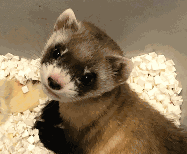 Meet ferret Elizabeth Ann, 1st clone of US endangered species | Science ...
