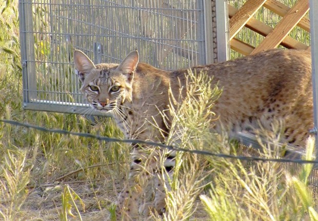 Bobcat caught in trap is treated, fed, freed