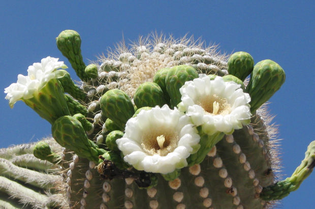 Photos: Saguaro flowers | Local news | tucson.com