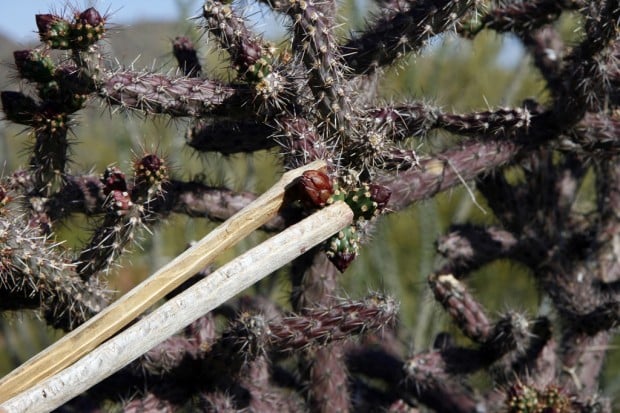 It's harvest time for cholla buds, a subtle, versatile native food