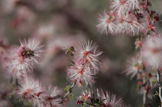 85 brilliant displays of Southwest wildflowers
