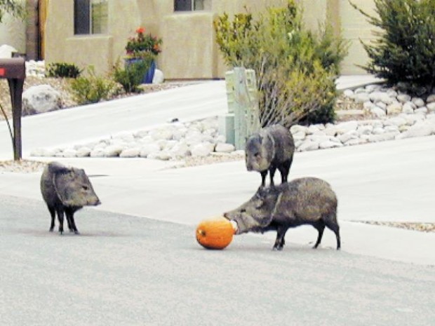 Candid cameras, critters