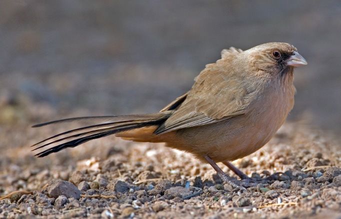 Arizona Towhees | Saddlebag Notes | tucson.com