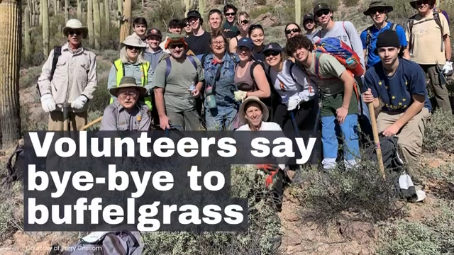 Volunteers help remove buffelgrass northwest of Tucson